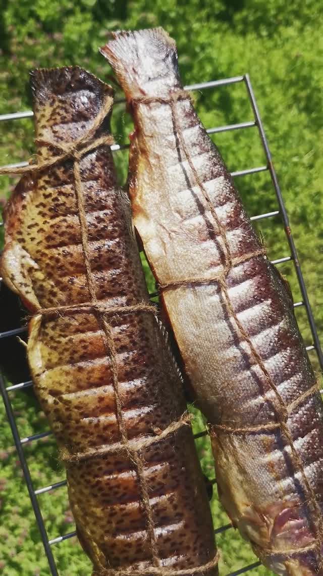 Жирная Красивая Форель #коптильня #копчение #рыба