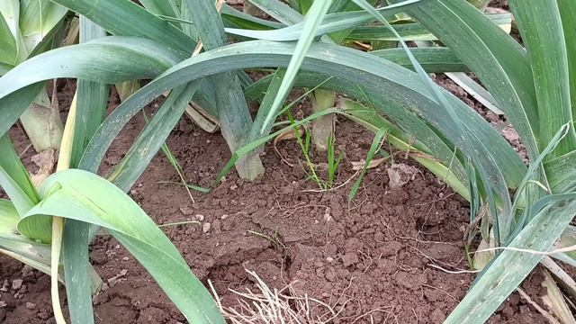 Лук порей "Килима"