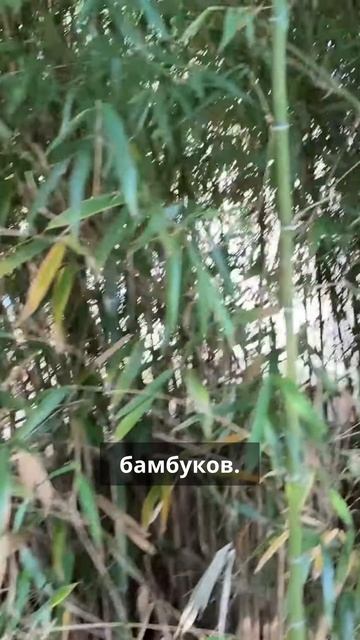 🌿 В Сочи даже прогулка перед морским вокзалом превращается в маленькое путешествие.