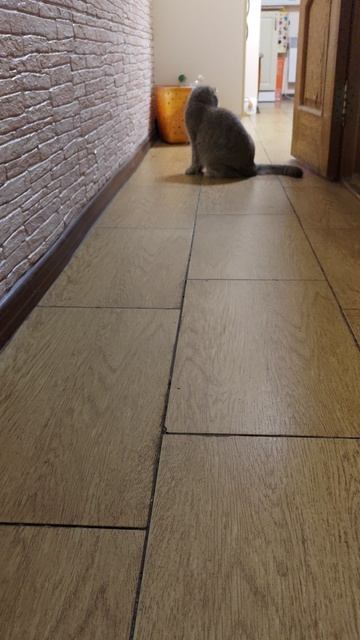 Микис  и новая игрушка