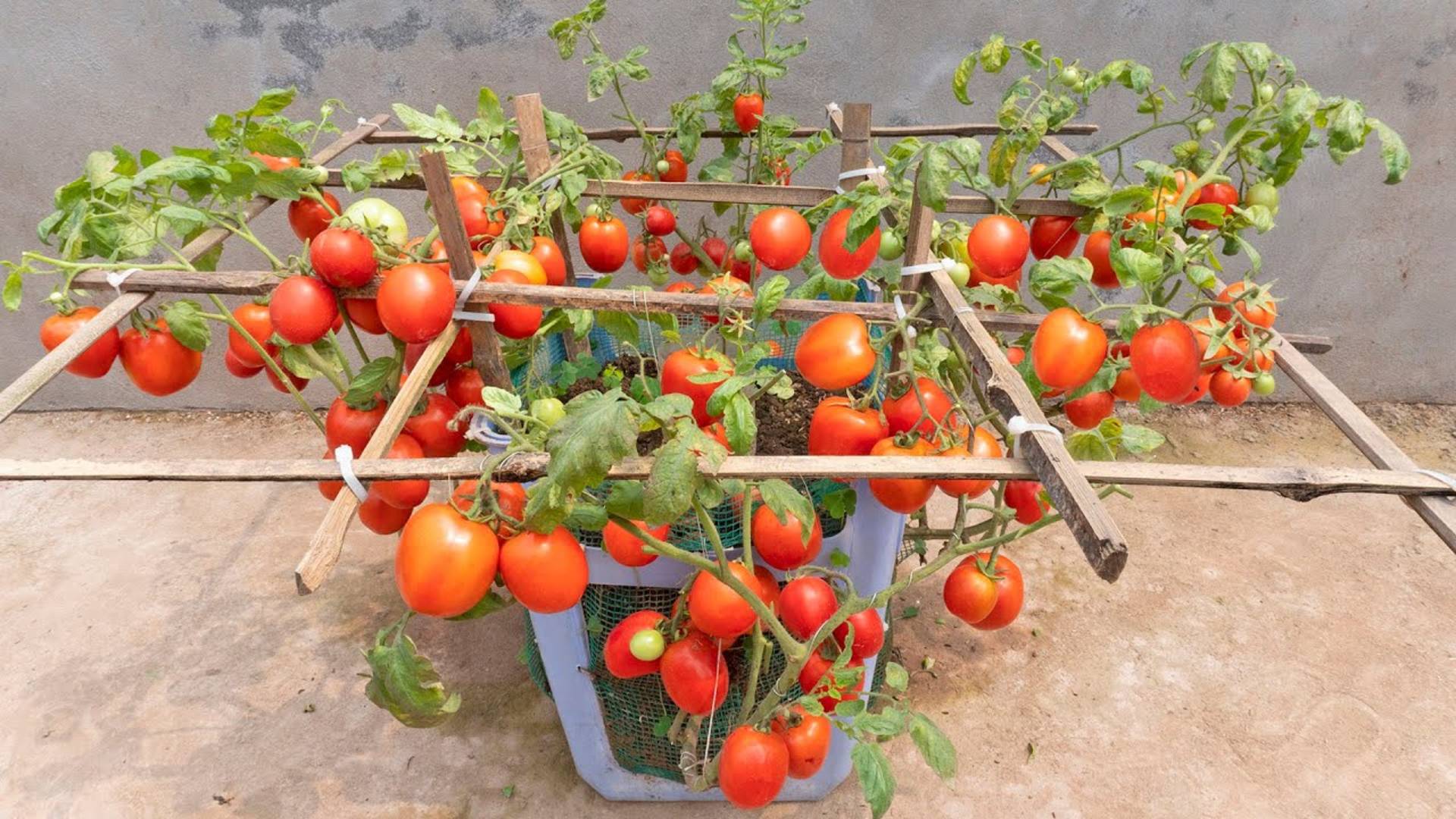 Посадил помидоры в старый стул – плоды обильные и сочные