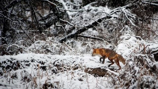 Hunter «Охотник»