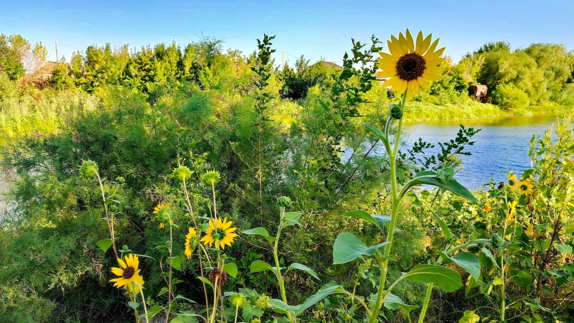 Август,шум реки, пение птиц: звуки природы для релаксации, сна и медитации