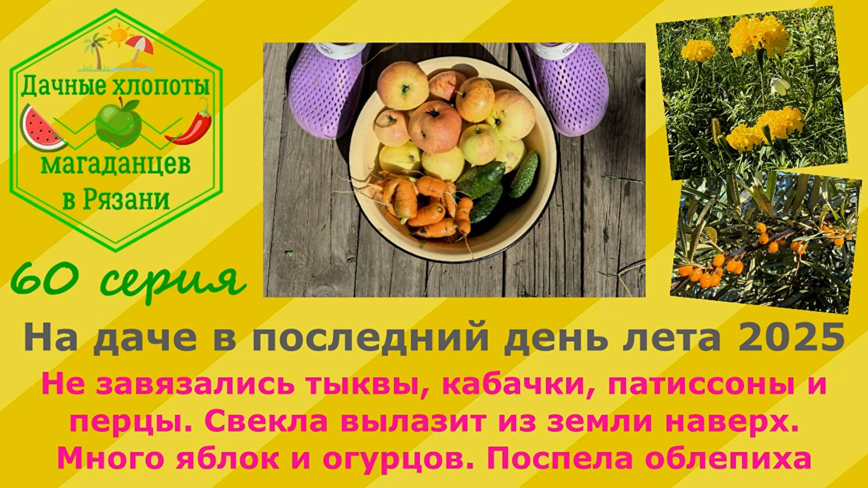 На даче в последний день лета. Не завязались тыквы,кабачки, патиссоны и перцы.Свекла вылазит наверх