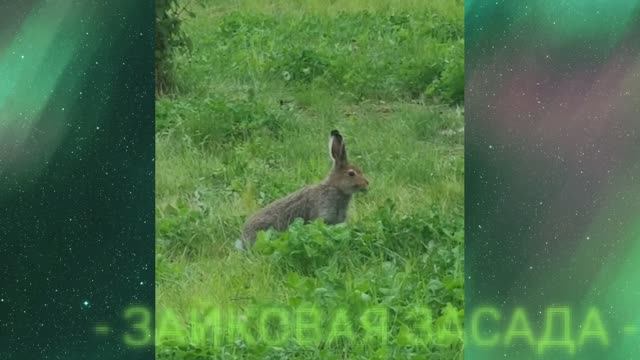 Зайковая засада - я шёл с работы встретил зайцев
а зайцы встретили меня
аплодисментами и криком
ну..