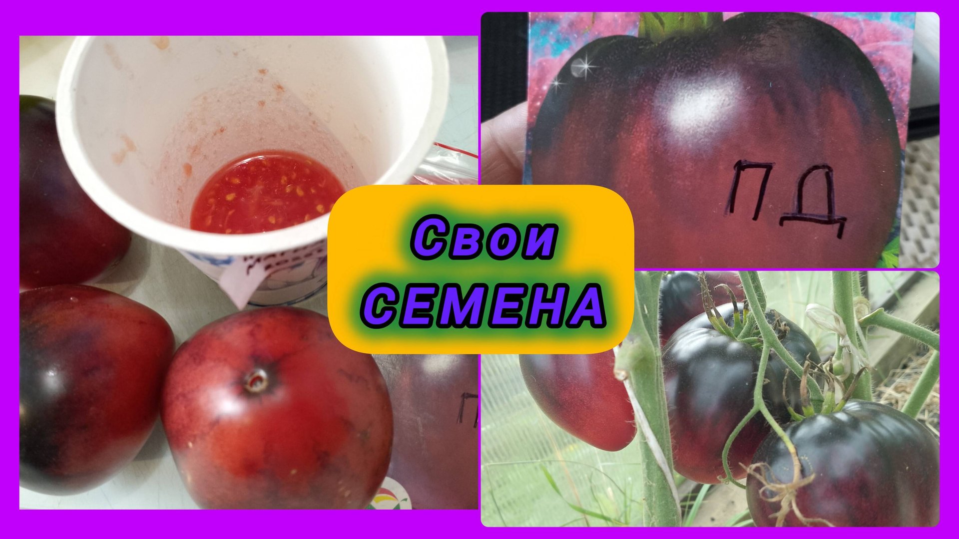 Как собрать семена томатов! 🍅🍅🍅