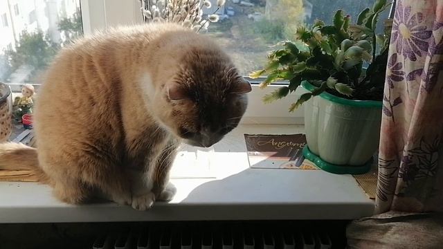 Сидит кошка у окошка