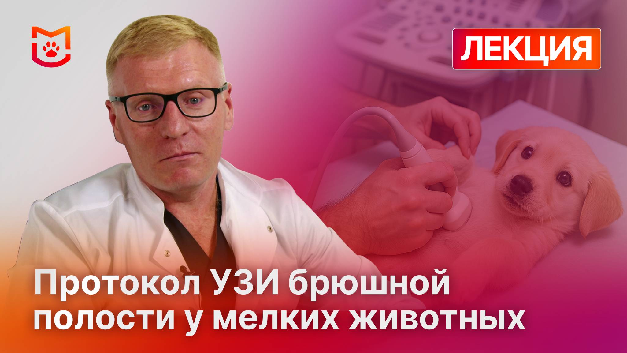 Протокол УЗИ брюшной полости у мелких животных: как составить отчет?