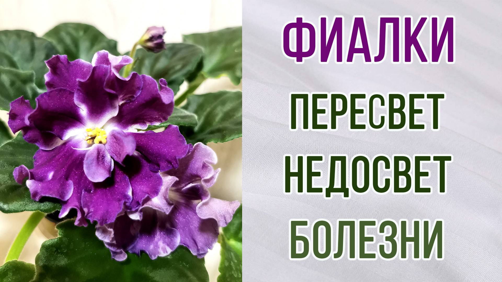 ФИАЛКИ. Как влияет пересвет и недосвет. Болезни. В чём разница.