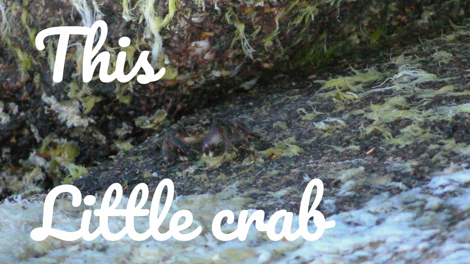 This little crab