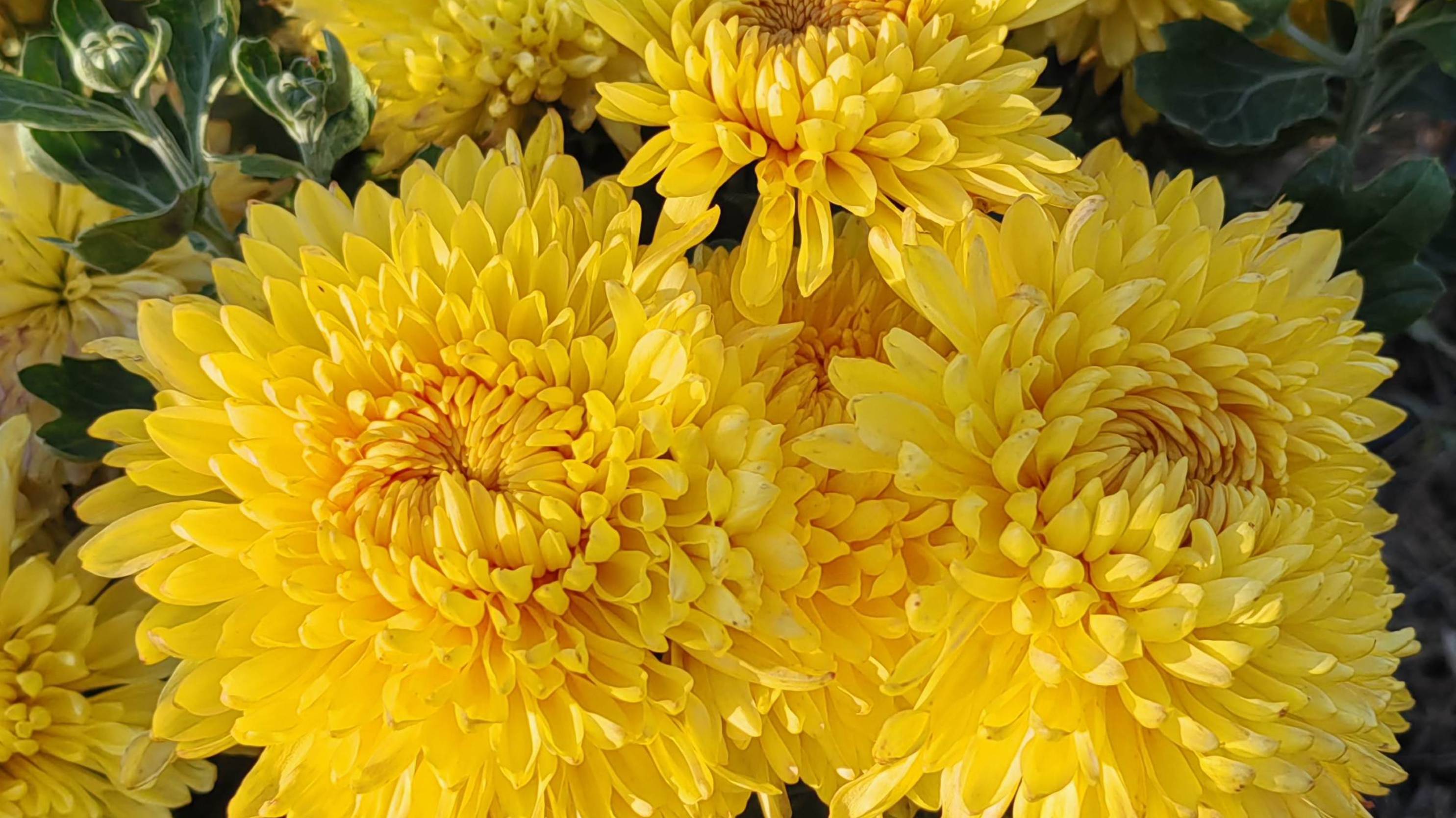 Хризантема корейская Опал