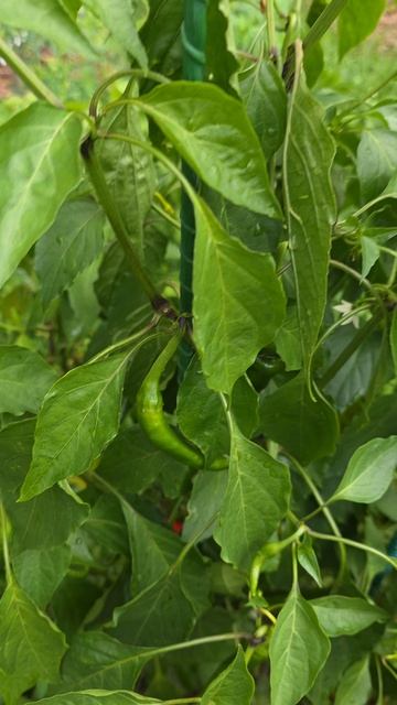 Собрала урожай острых перцев на московских грядках