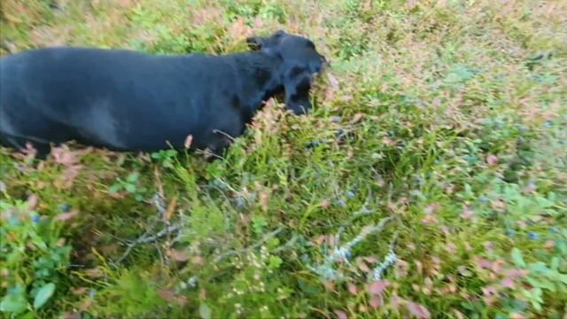 Такса Фёдор собирает чернику