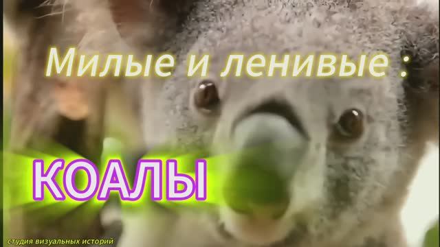 Коалы : Милые и мимимишные  зверьки