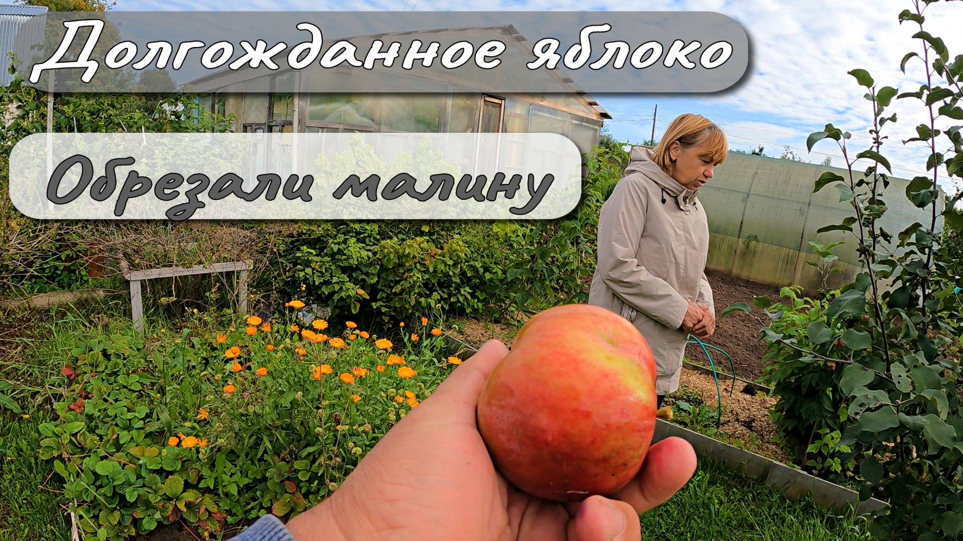 ДОЛГОЖДАННОЕ ЯБЛОКО  Обрезали малину