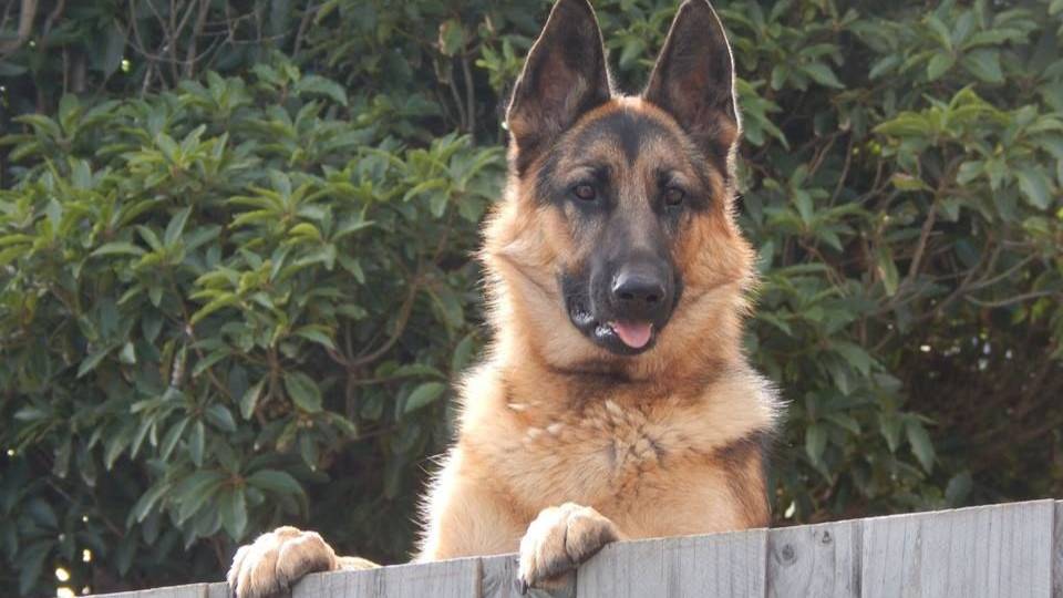 Пёсья любовь