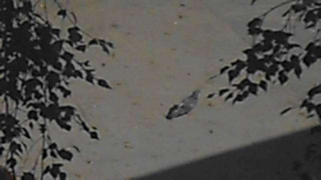 Одинокий голубь на асфальте. DSCN6664