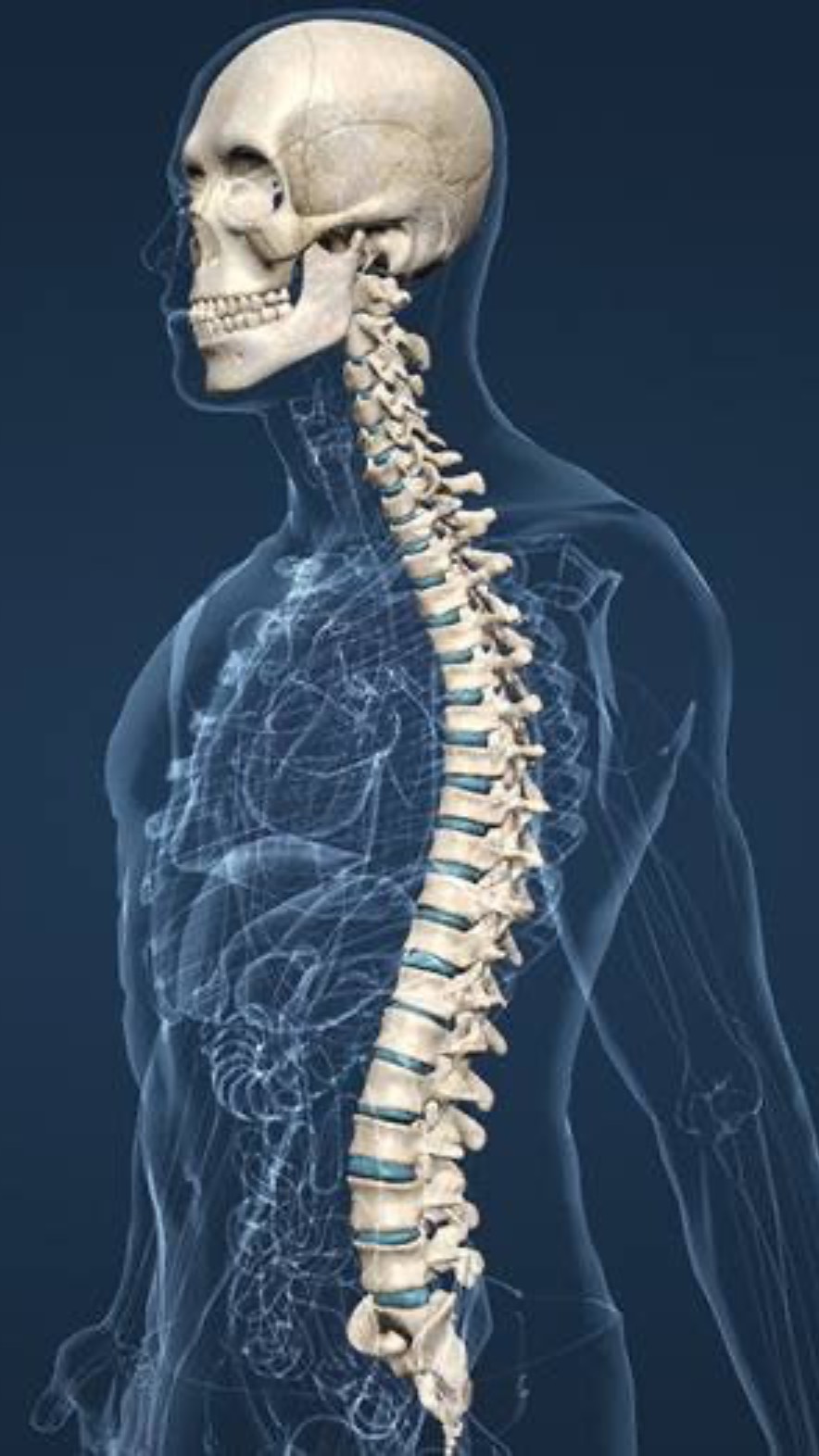 Новые сведения о межпозвоночных грыжах протрузии