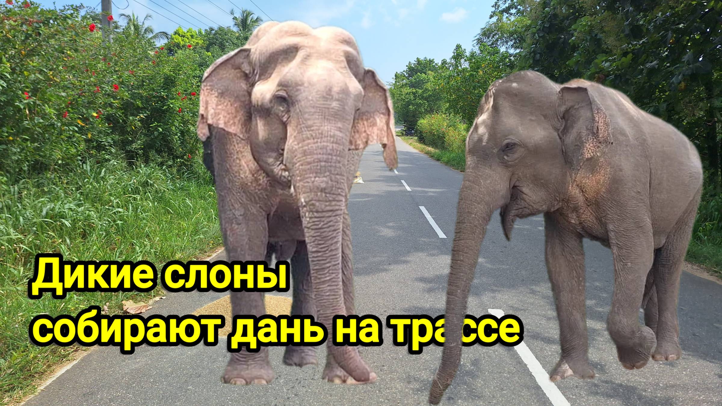 Дикие слоны выходят на трассу (о. Шри-Ланка) и собирают мзду с проезжающих машин.