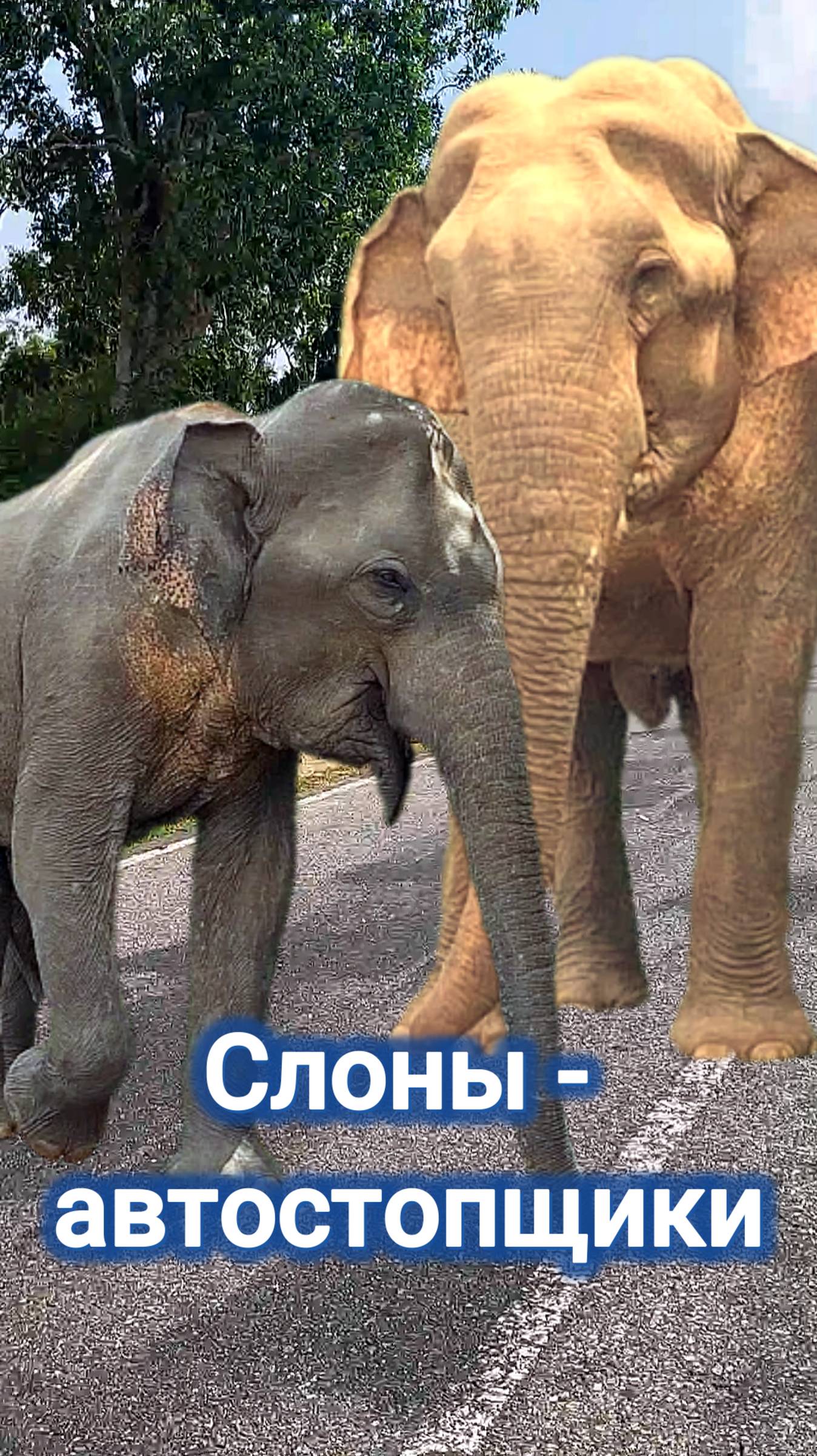 Слоны Голосуют на дороге и просят подвезти. Дикий автостоп. Вези или Давай Банан.