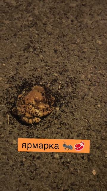 ярмарка 🐜🥩