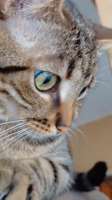 Кира моя🐈😻