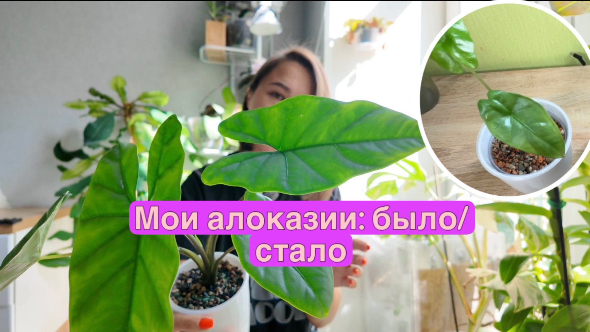 Как развиваются мои алоказии, приобретенные в разное  время