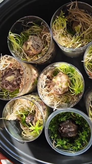 Видео с розыгрышем клубней уже на канале!