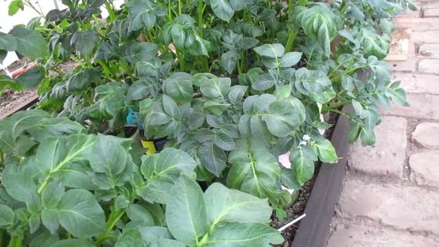 Картофель Сынок(Чародей). Размножение не классическим черенкованием.