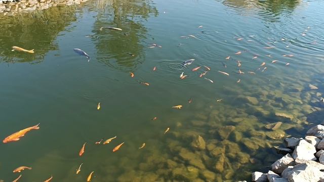 Пруд в Новом Херсонесе.mp4