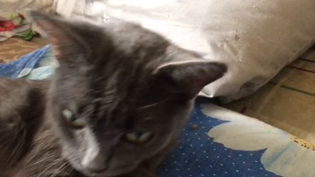 Приехал кот Тима