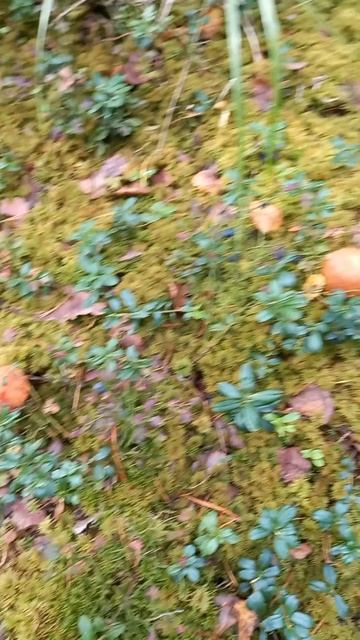 Грибная дорожка_30.08.25