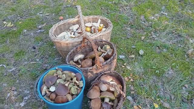 ПОХОД ЗА ГРИБАМИ, КАКИЕ ГРИБЫ МЫ НАШЛИ...