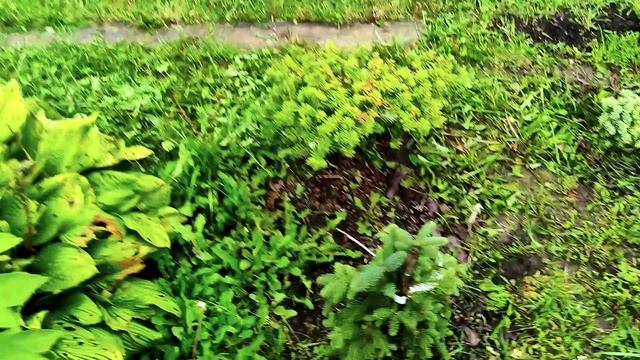 обзор хвойного сада 30.08.25