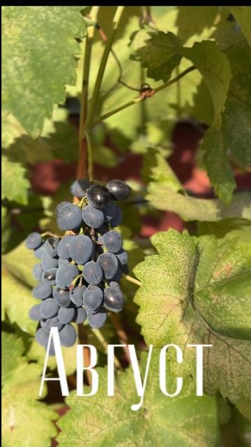 Август - пора прощаться с летом