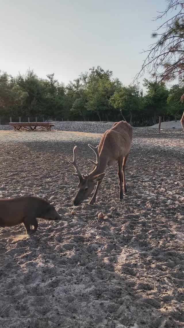 ЭКСКУРСИЯ В ДИКУЮ ПРИРОДУ РОСТОВСКОЙ ОБЛАСТИ