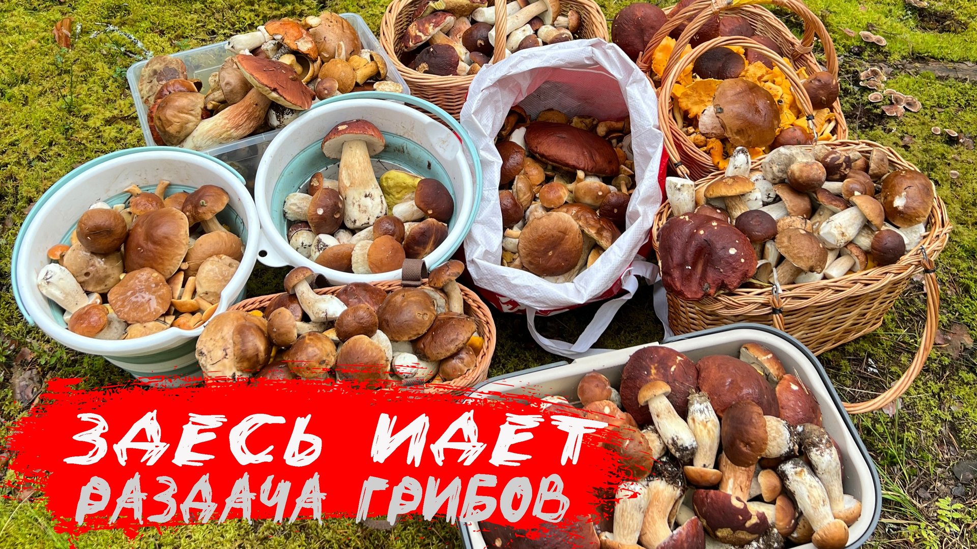 В ТВЕРСКИХ БОРАХ ИДЕТ РАЗДАЧА ГРИБОВ 🔥