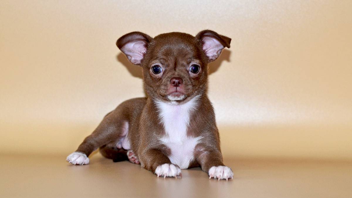 Обзор щенков чихуахуа. Д.р. 16.06.2025