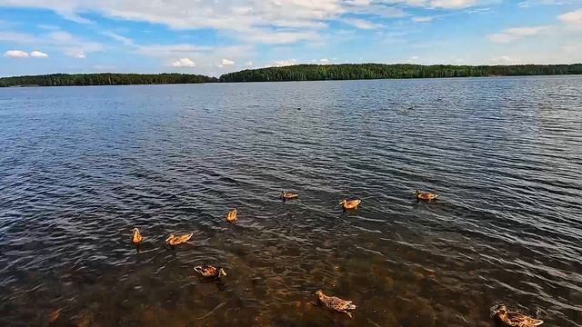 Кормим уток