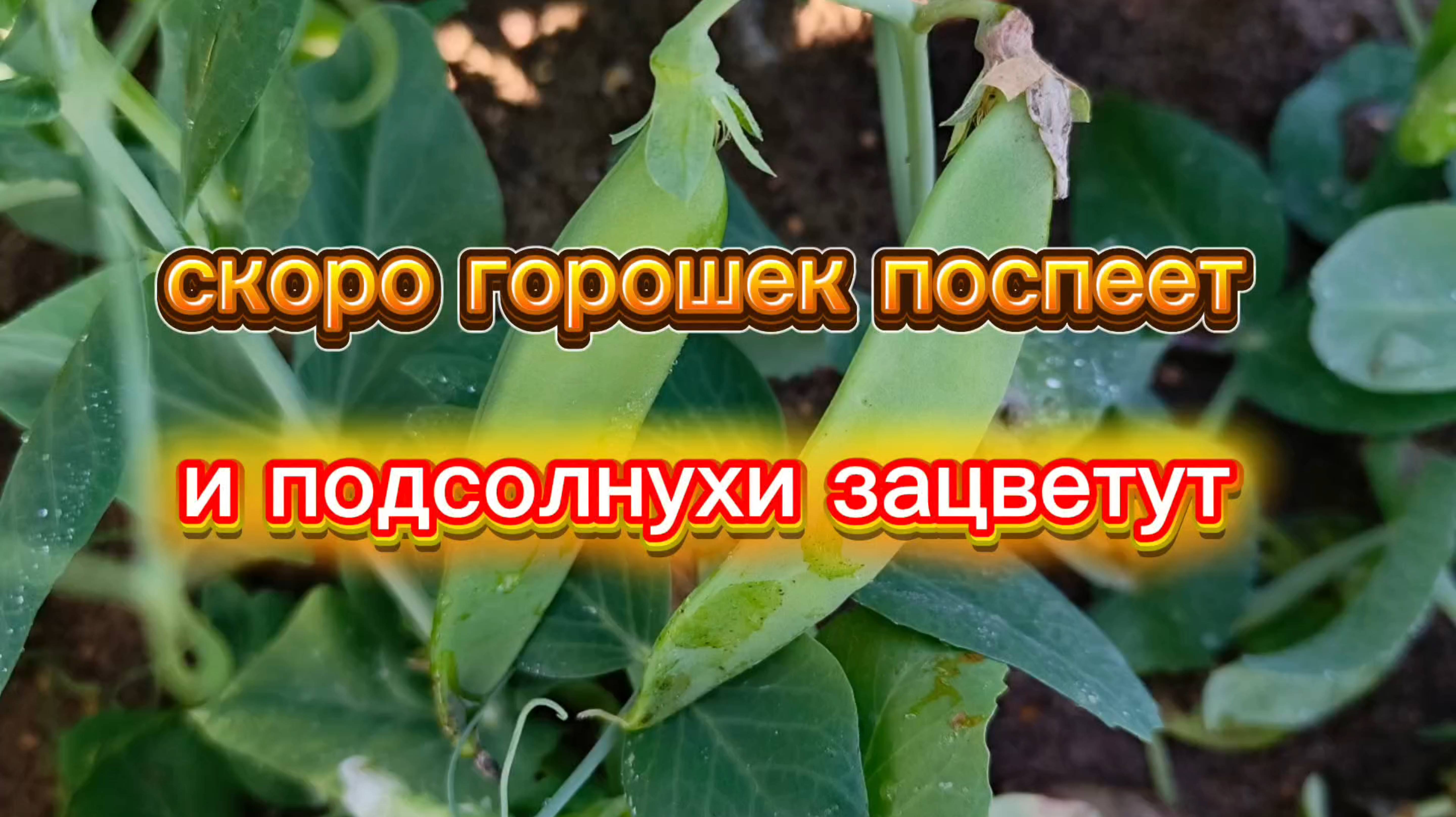 Скоро горох поспеет и подсолнухи зацветут.