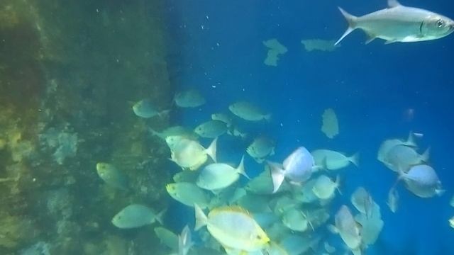 Москвариум ВДНХ Москва. 80 аквариумов, 12000 водных обитателей. Самый большой океанариум в Европе