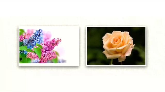 LastEden - Sense of Peace