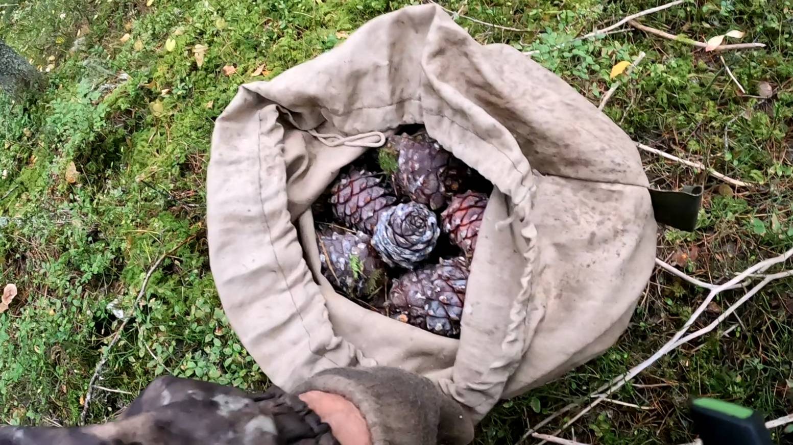 СБОР КЕДРОВОГО ОРЕХА.