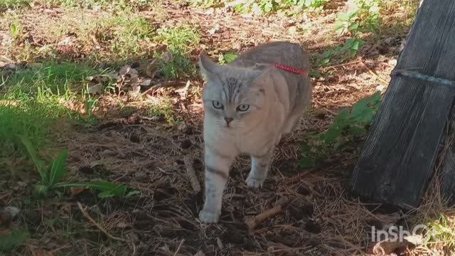 2.09.2025 Шлёпа и Муся давно не были в лесу биатлонном и наконец прогулялись  🌲🌲🌲