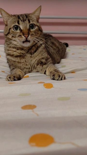 Кира моя🐈😻