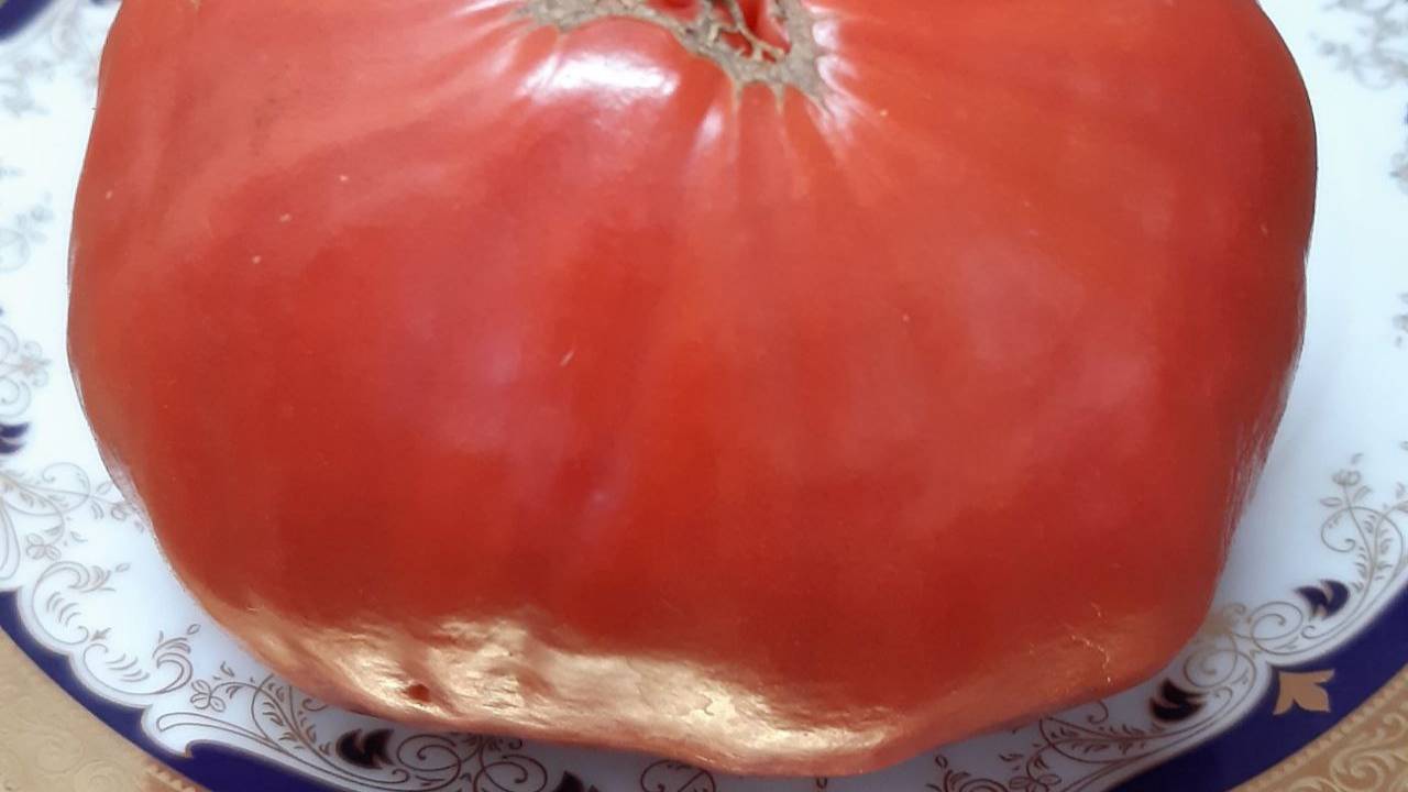 КРАСАВЧИК - ГИГАНТ (Селекция́ В,Г. Алифирова. Казахстан) ШИКАРНЫЙ, ВКУСНЕЙШИЙ СОРТ