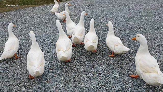 Сахалинская эко-ферма. 4 часть. Утиное царство