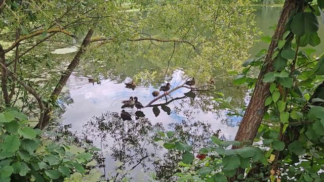 В парке у пруда