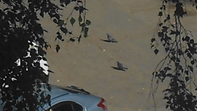 Голуби прохаживаются DSCN6665