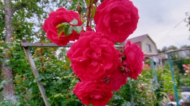 Сентябрь. Всё цветёт и зреет